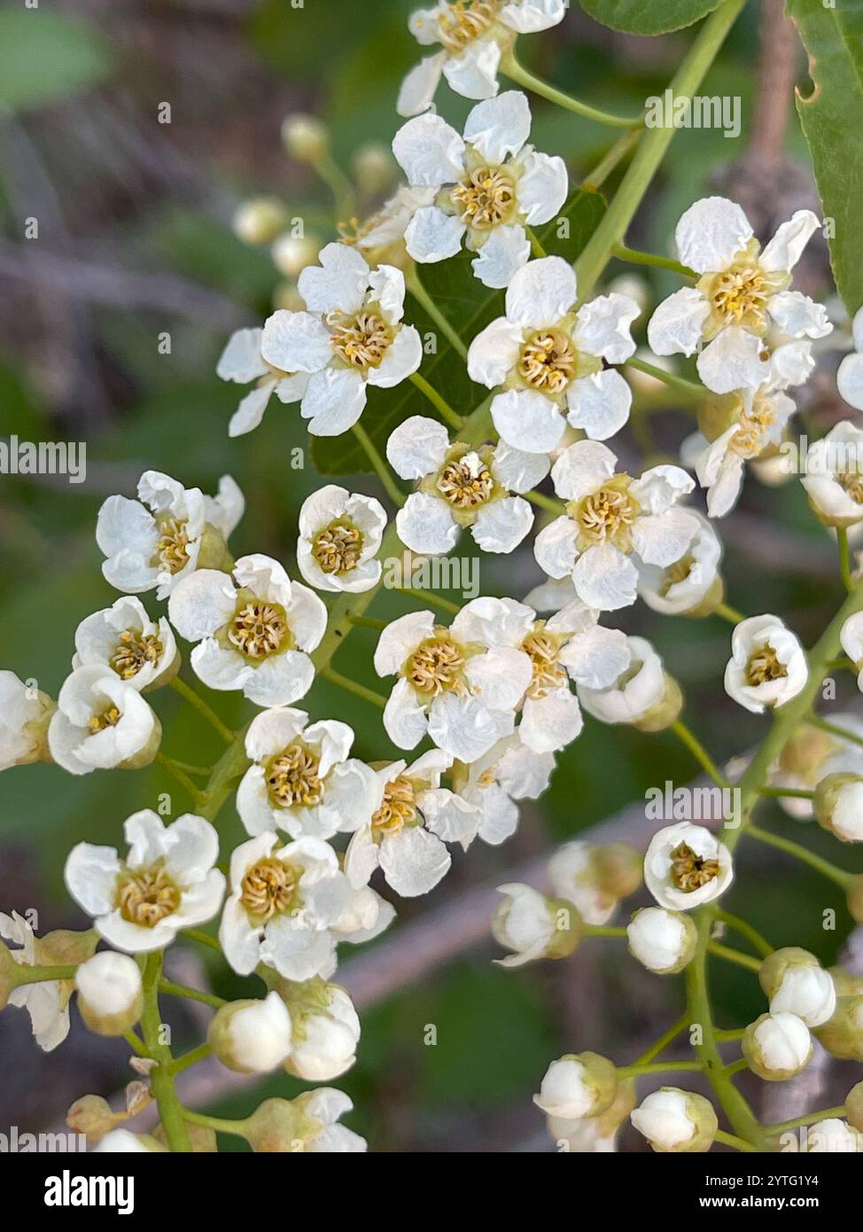 chokecherry (Prunus virginiana Stock Photo - Alamy
