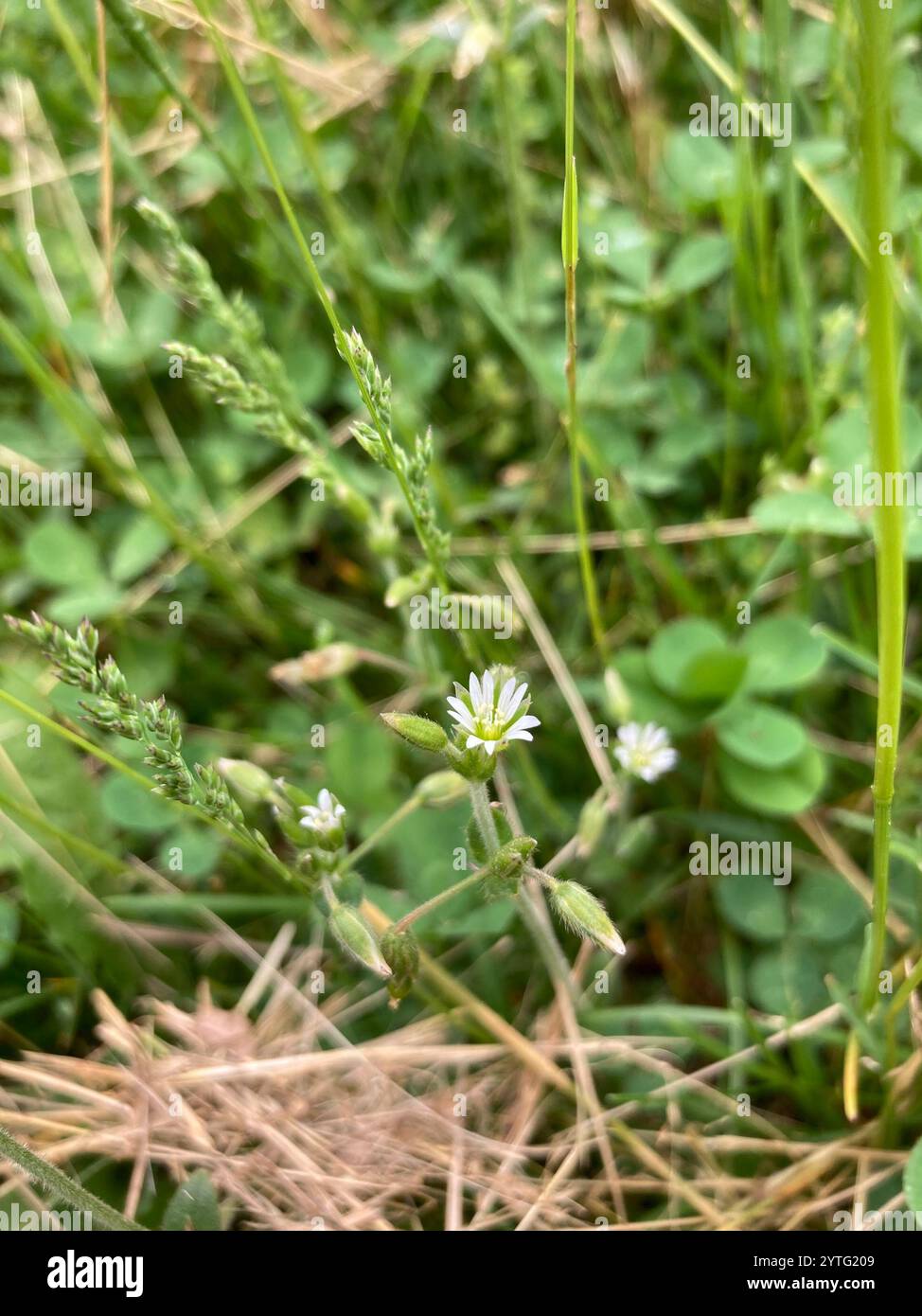 Common mouse-ear chickweed (Cerastium fontanum Stock Photo - Alamy