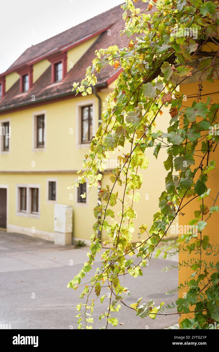 Vines in an alley in the historic old town of Rothenburg ob der Tauber ...