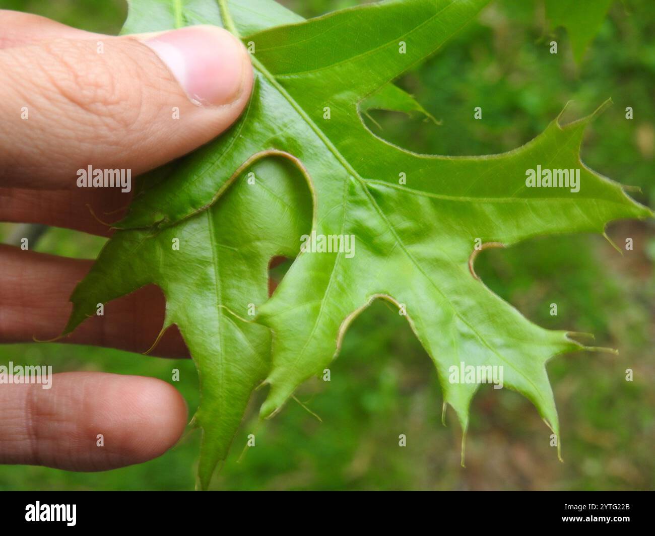Marginal Leaf Fold Gall Midge (Macrodiplosis erubescens Stock Photo - Alamy