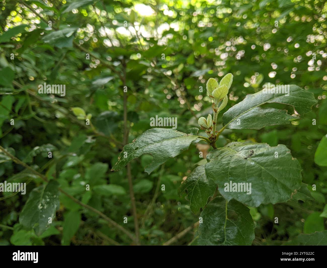 common alder (Alnus glutinosa Stock Photo - Alamy