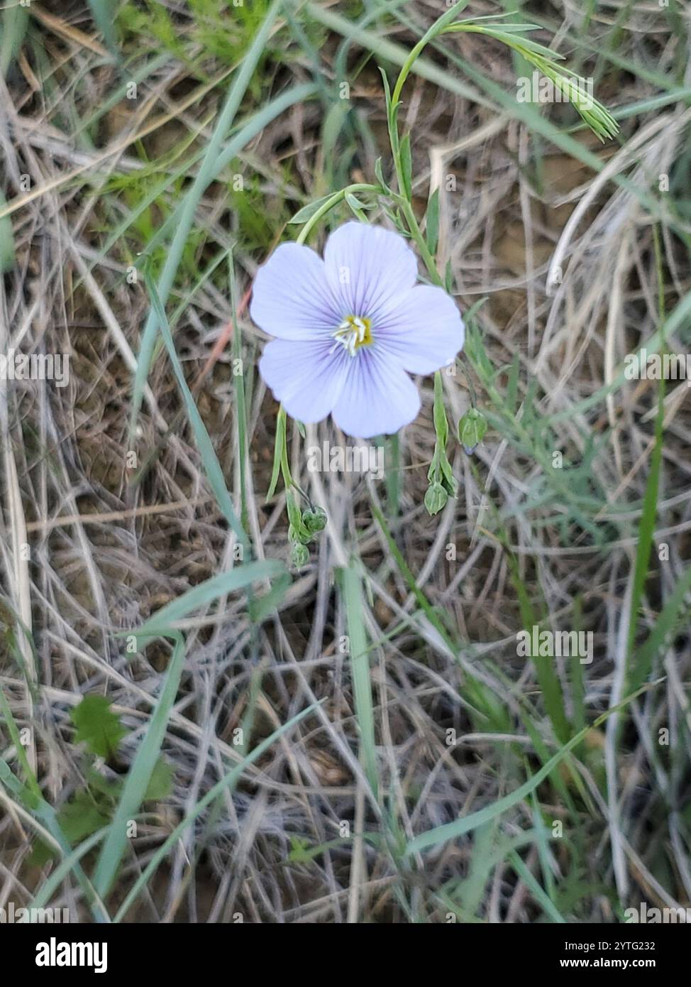 Lewis flax (Linum lewisii Stock Photo - Alamy
