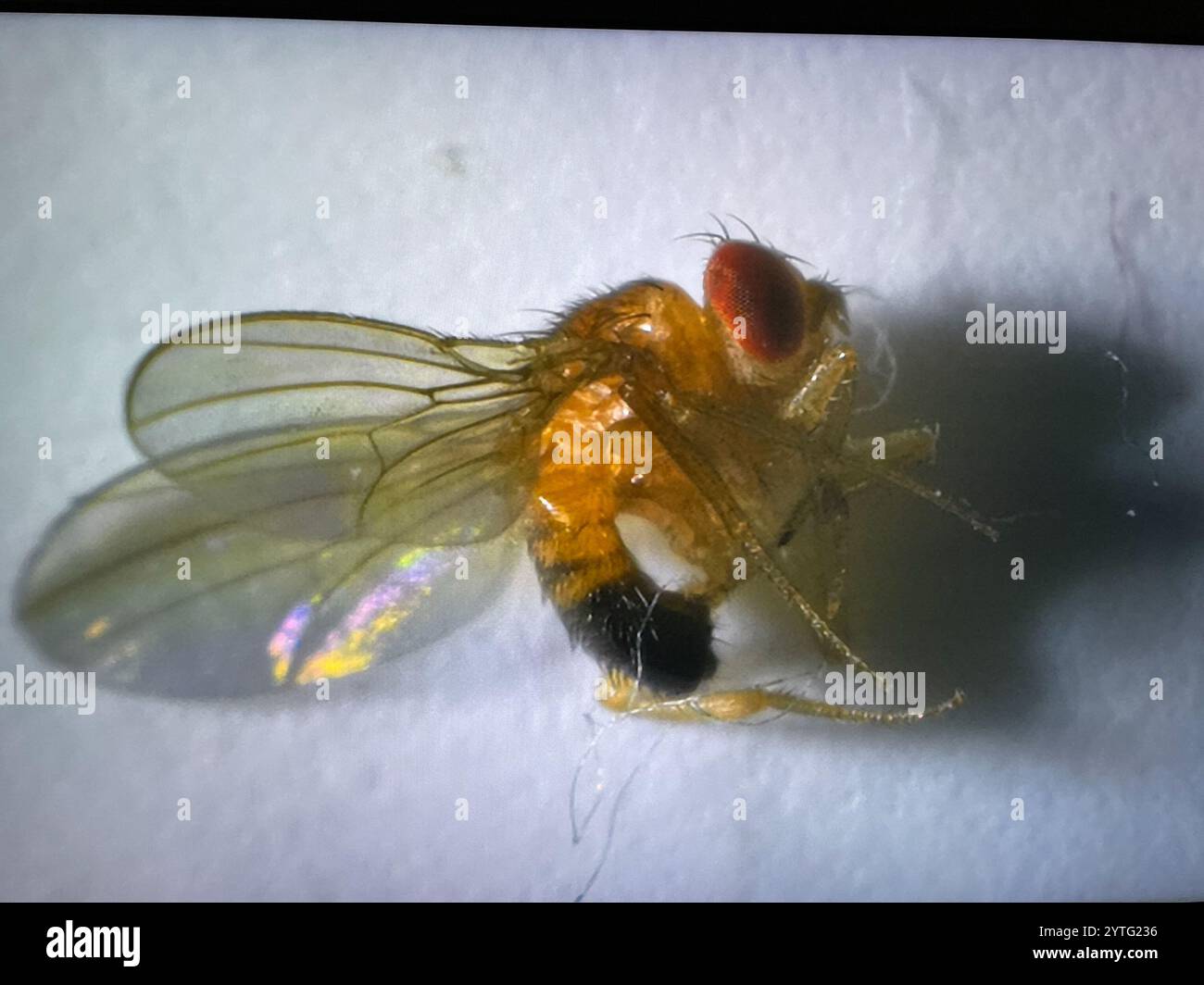 Small Fruit Flies (Drosophila Stock Photo - Alamy