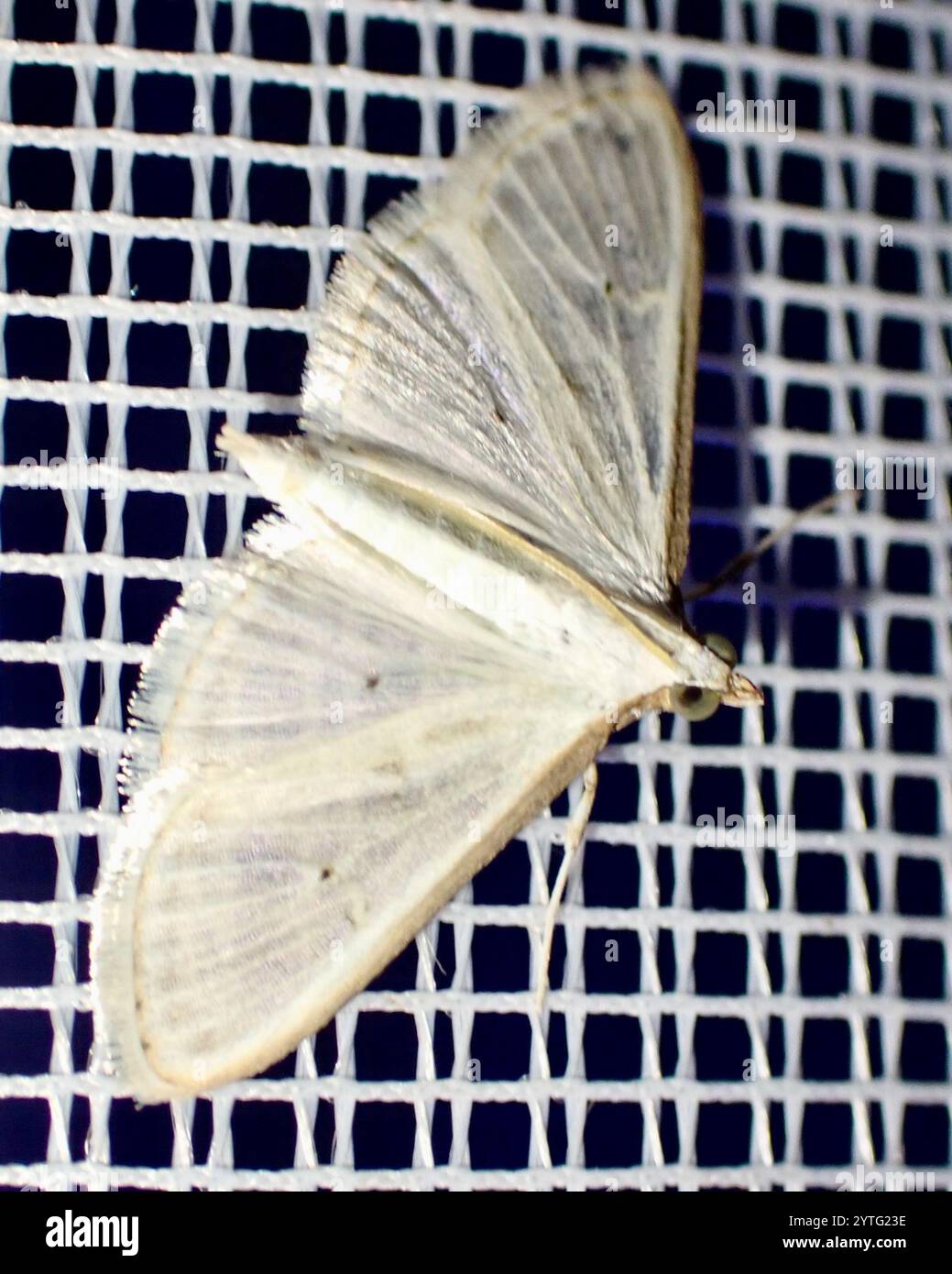 Jasmine Moth (Palpita vitrealis Stock Photo - Alamy