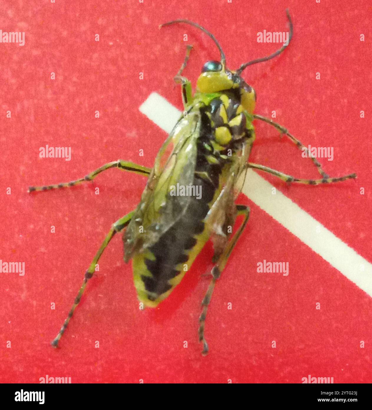 Dark Rhogogaster (Rhogogaster viridis Stock Photo - Alamy