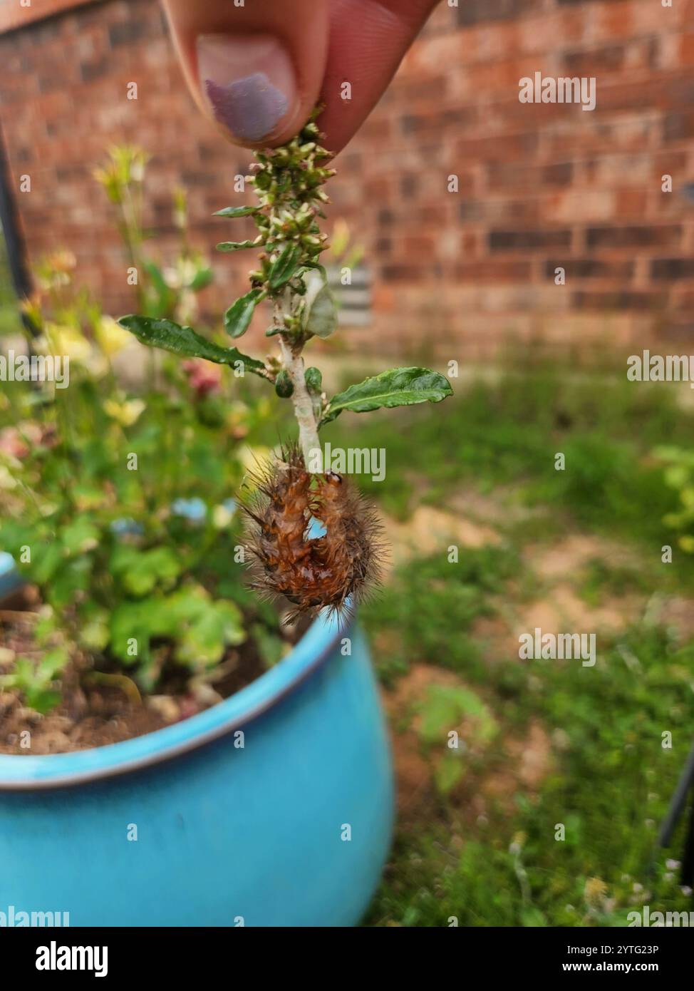 Salt Marsh Moth (Estigmene acrea Stock Photo - Alamy