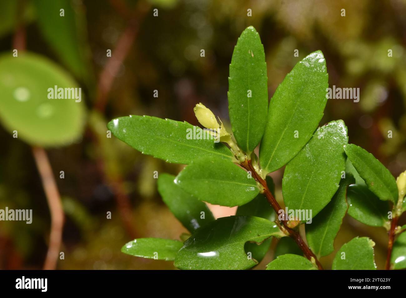 Oregon Boxwood (Paxistima myrsinites Stock Photo - Alamy