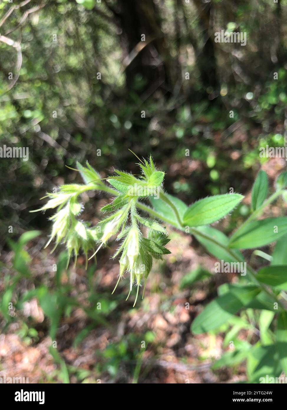 Marbleseed hi-res stock photography and images - Alamy
