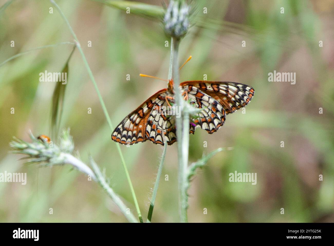 Variable Checkerspot (Euphydryas chalcedona Stock Photo - Alamy