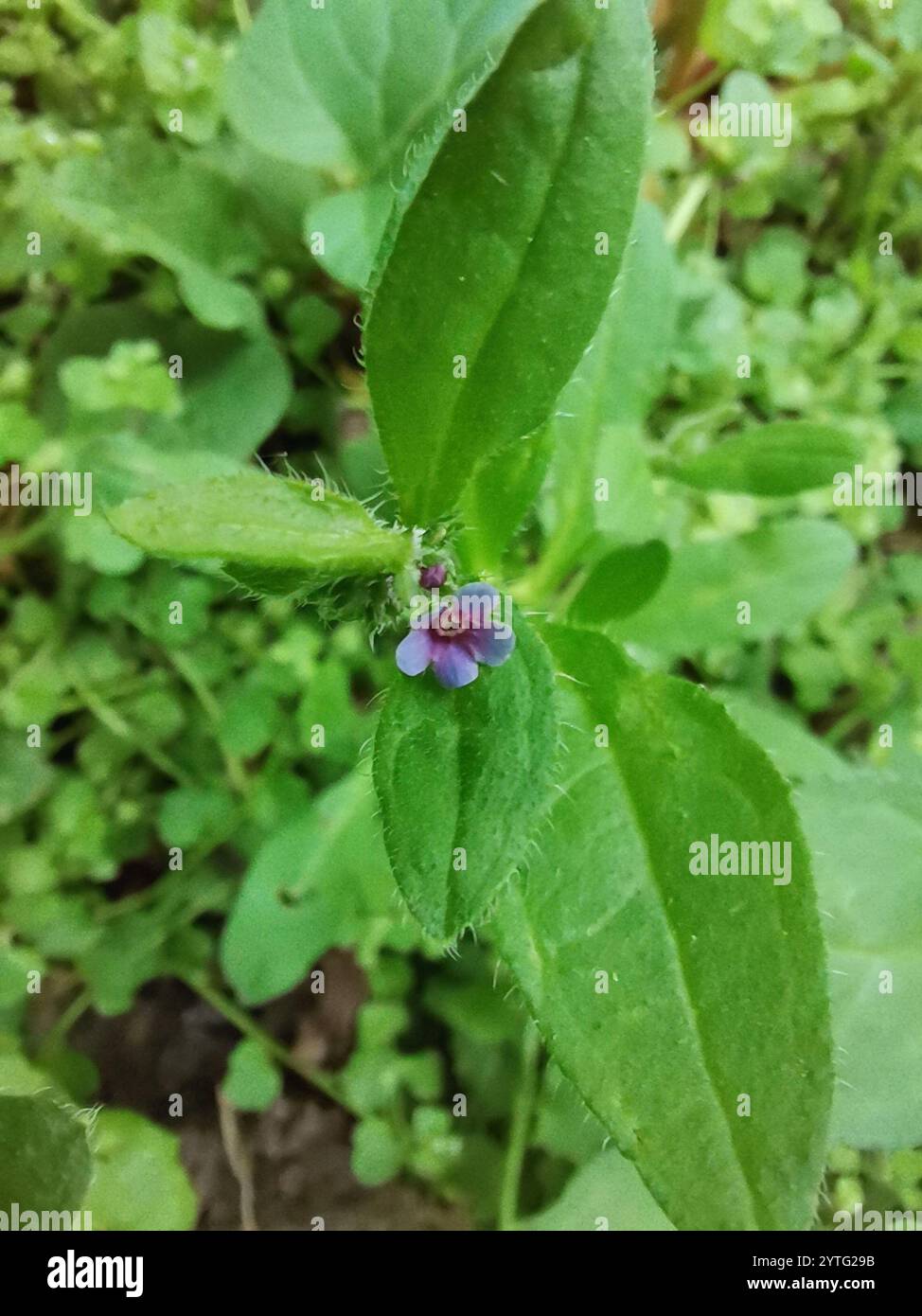 Asperugo procumbens hi-res stock photography and images - Alamy