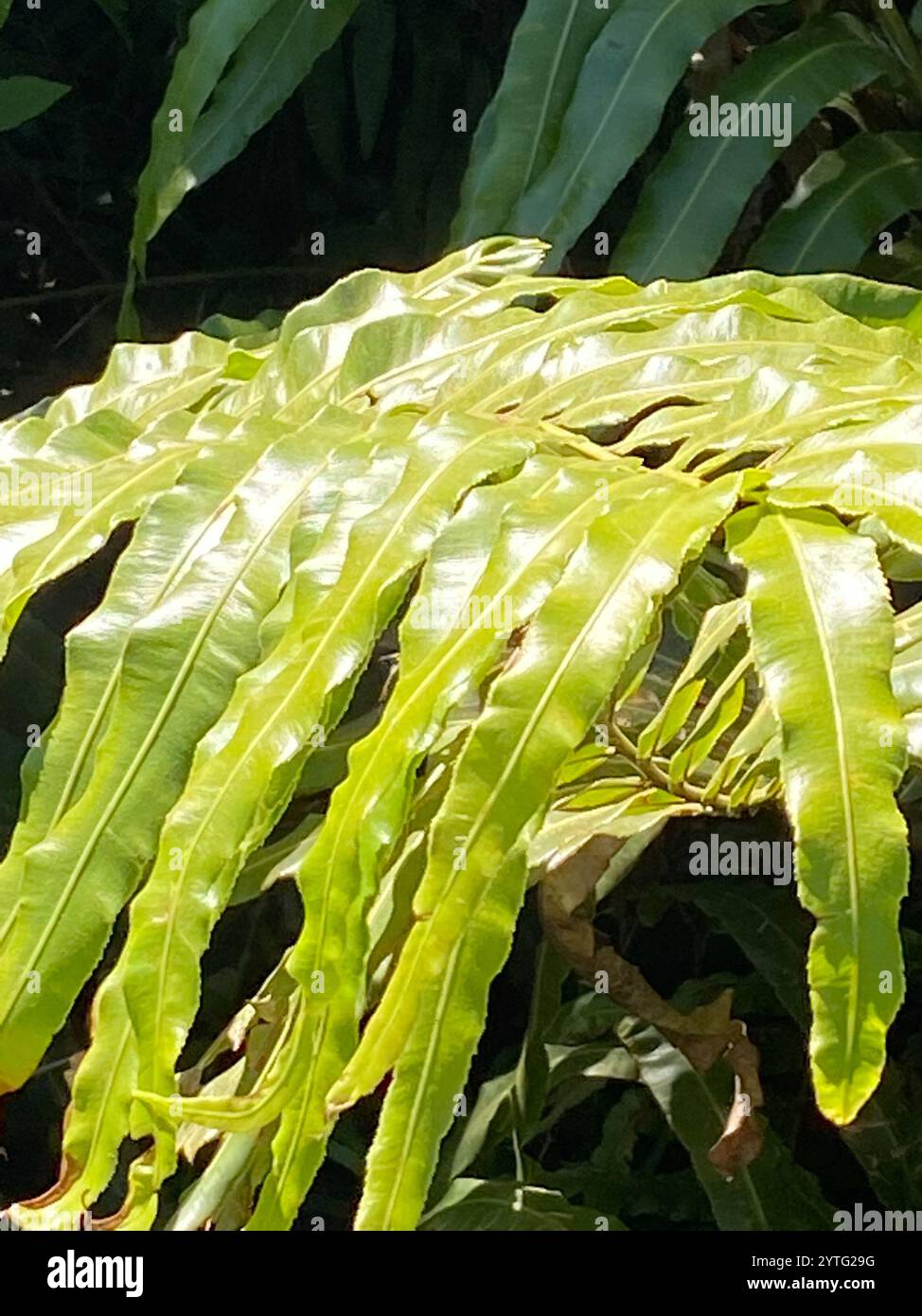 Giant Vine Fern (Stenochlaena tenuifolia Stock Photo - Alamy