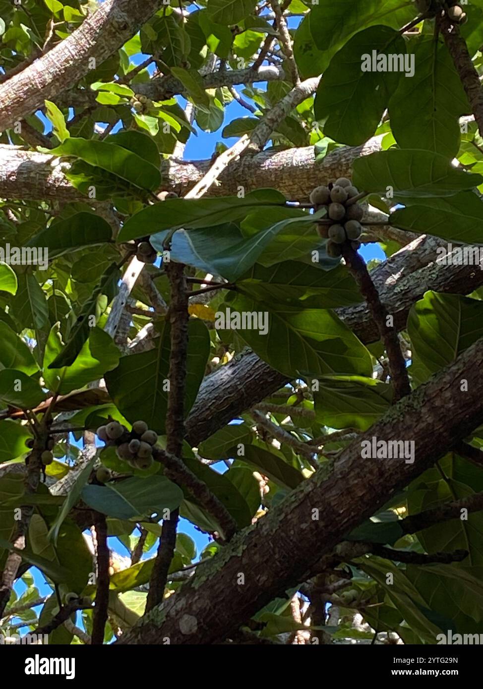 Giantleaf Fig (Ficus lutea Stock Photo - Alamy