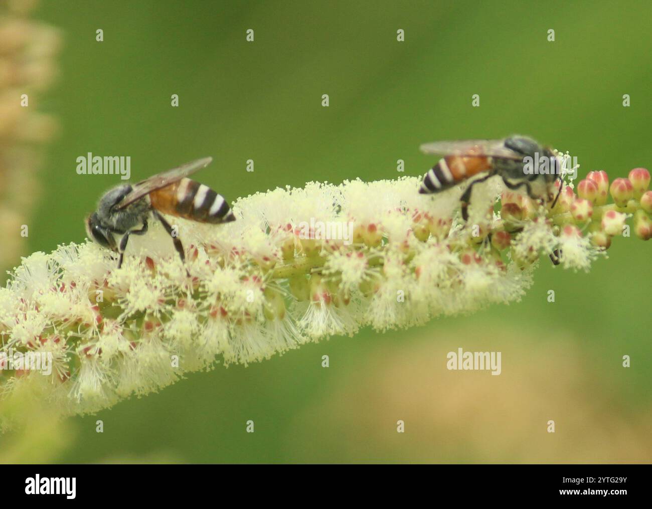 Red Dwarf Honey Bee (Apis florea Stock Photo - Alamy