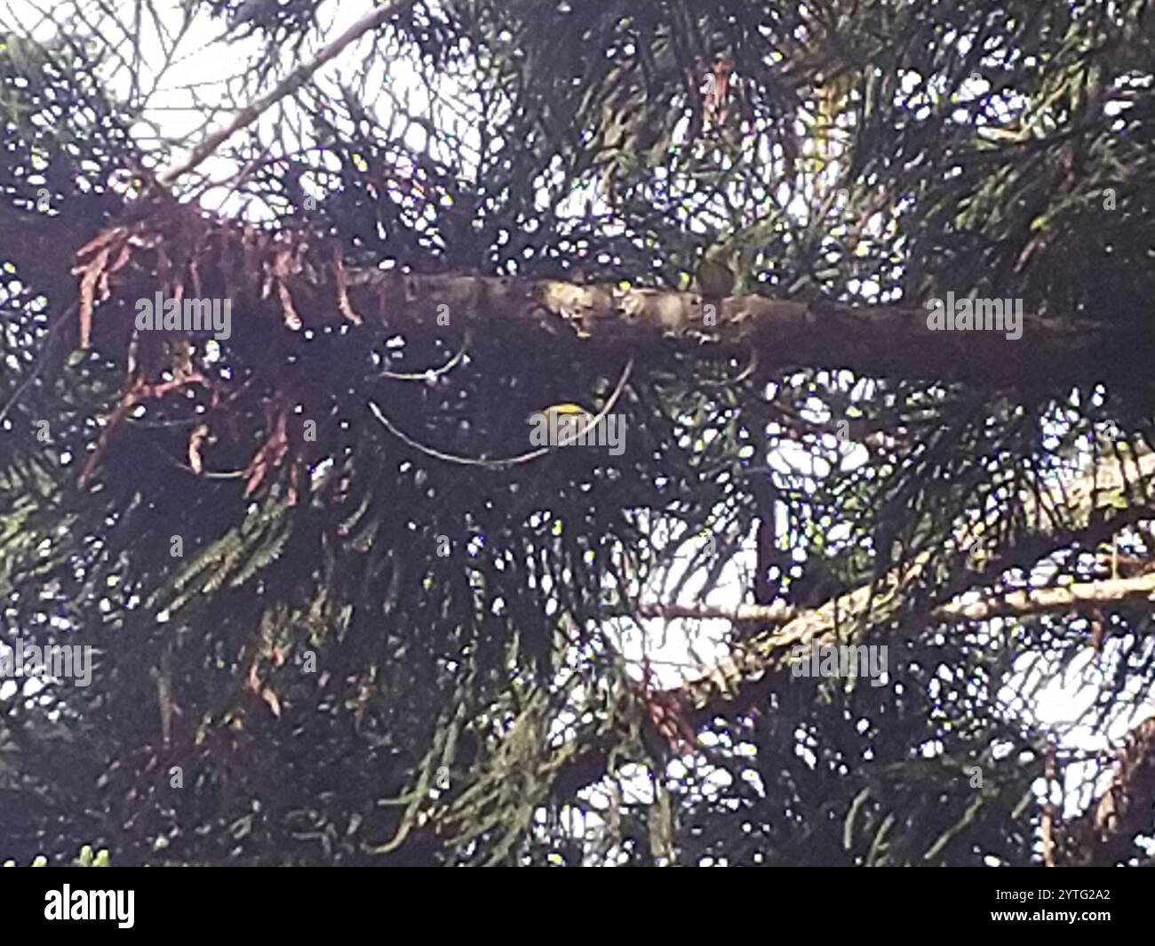 Swinhoe's White-eye (Zosterops simplex Stock Photo - Alamy