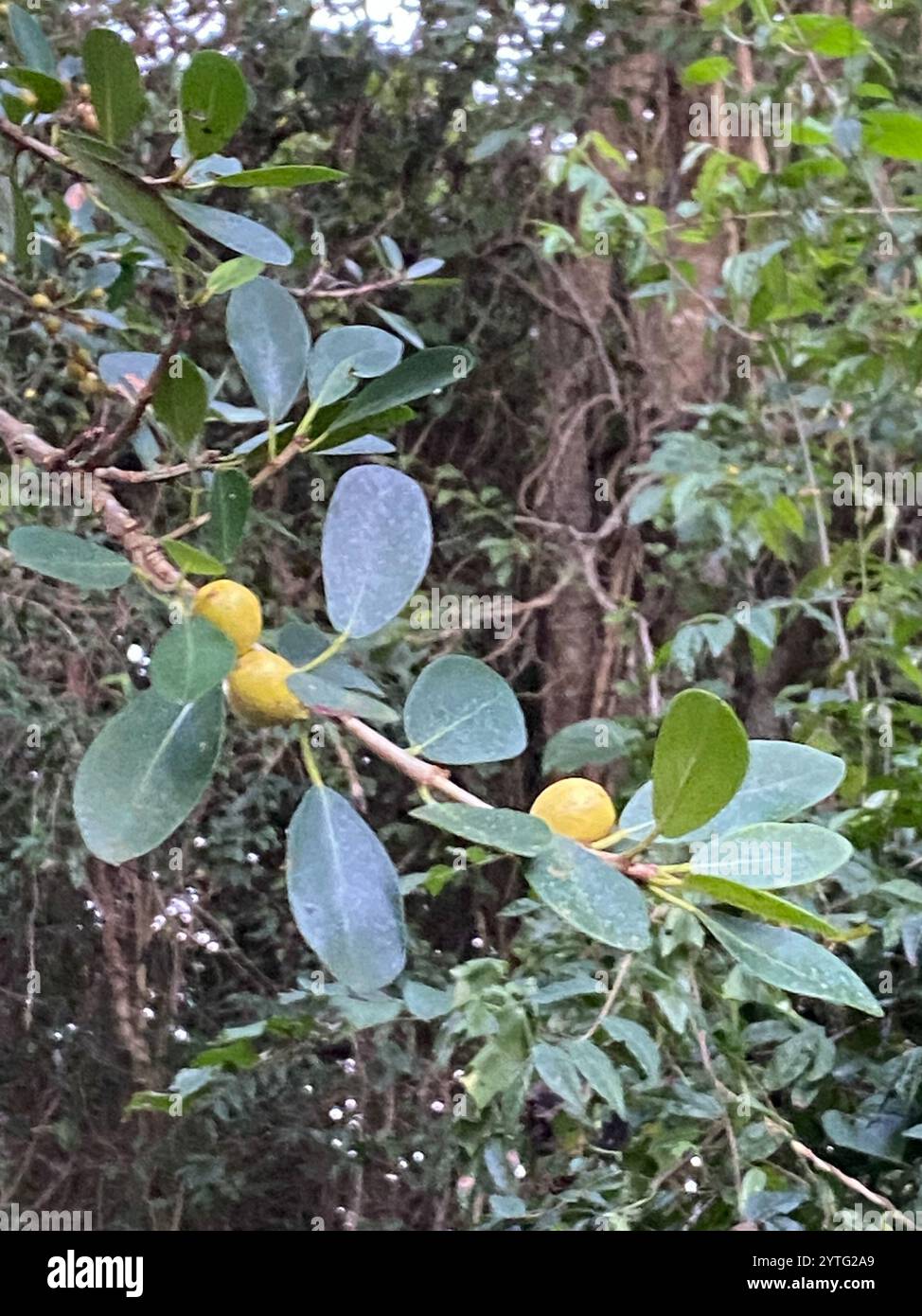 Natal fig (Ficus natalensis Stock Photo - Alamy