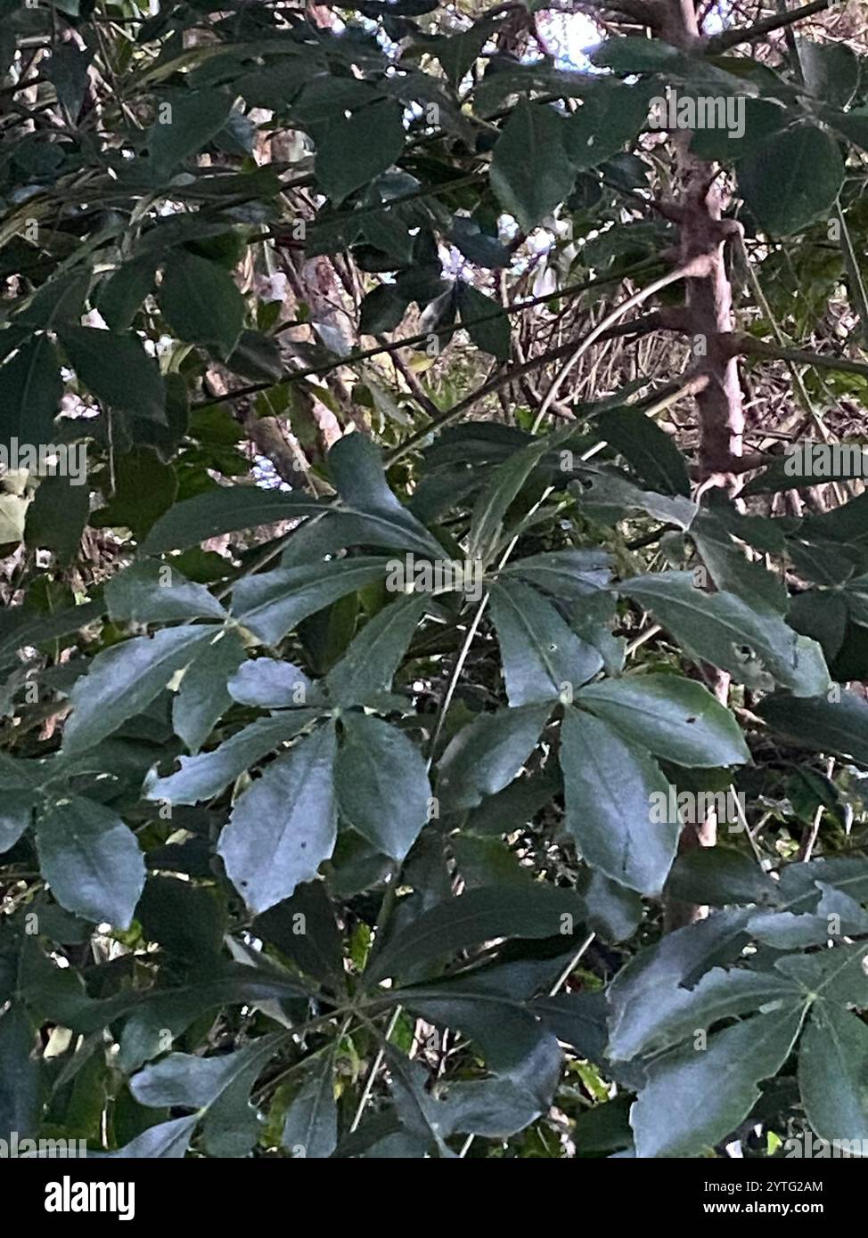 Natal forest cabbage tree (Cussonia sphaerocephala Stock Photo - Alamy