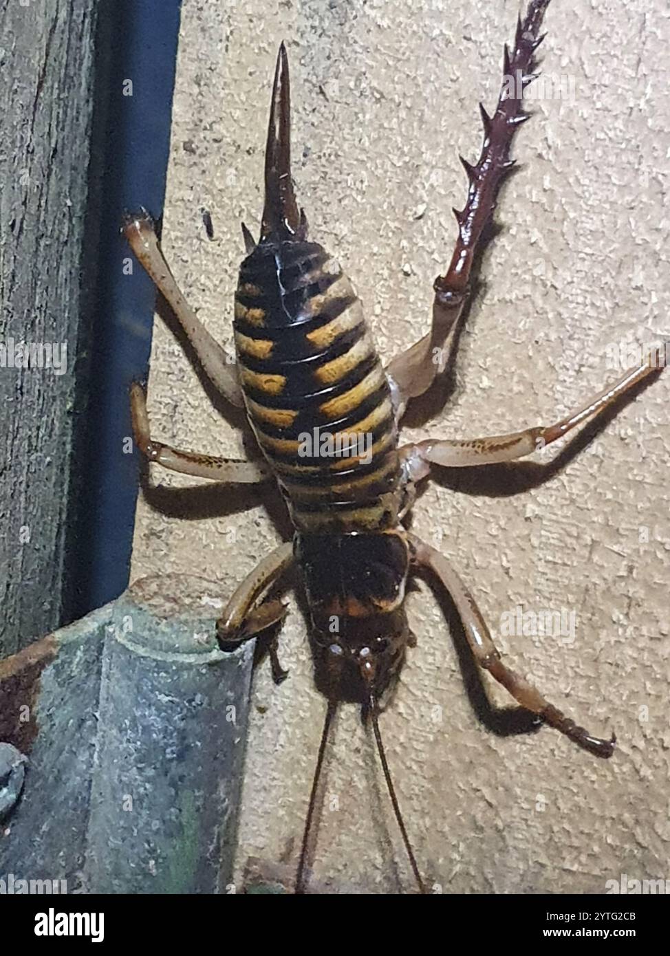 Wellington Tree Wētā (Hemideina crassidens Stock Photo - Alamy