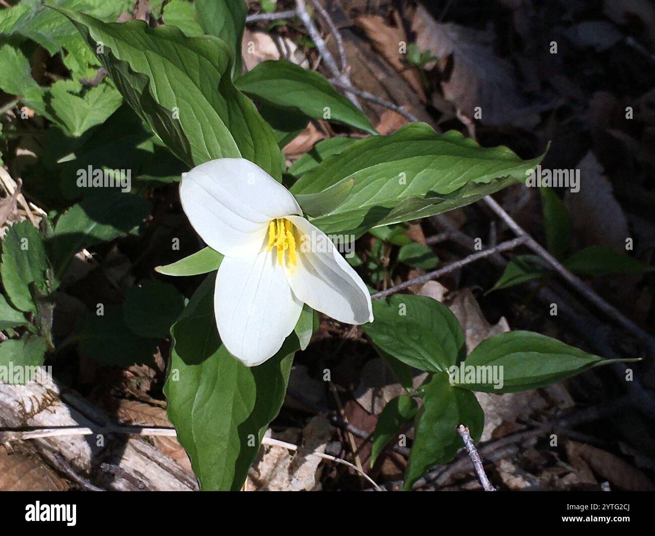 large white trillium (Trillium grandiflorum Stock Photo - Alamy