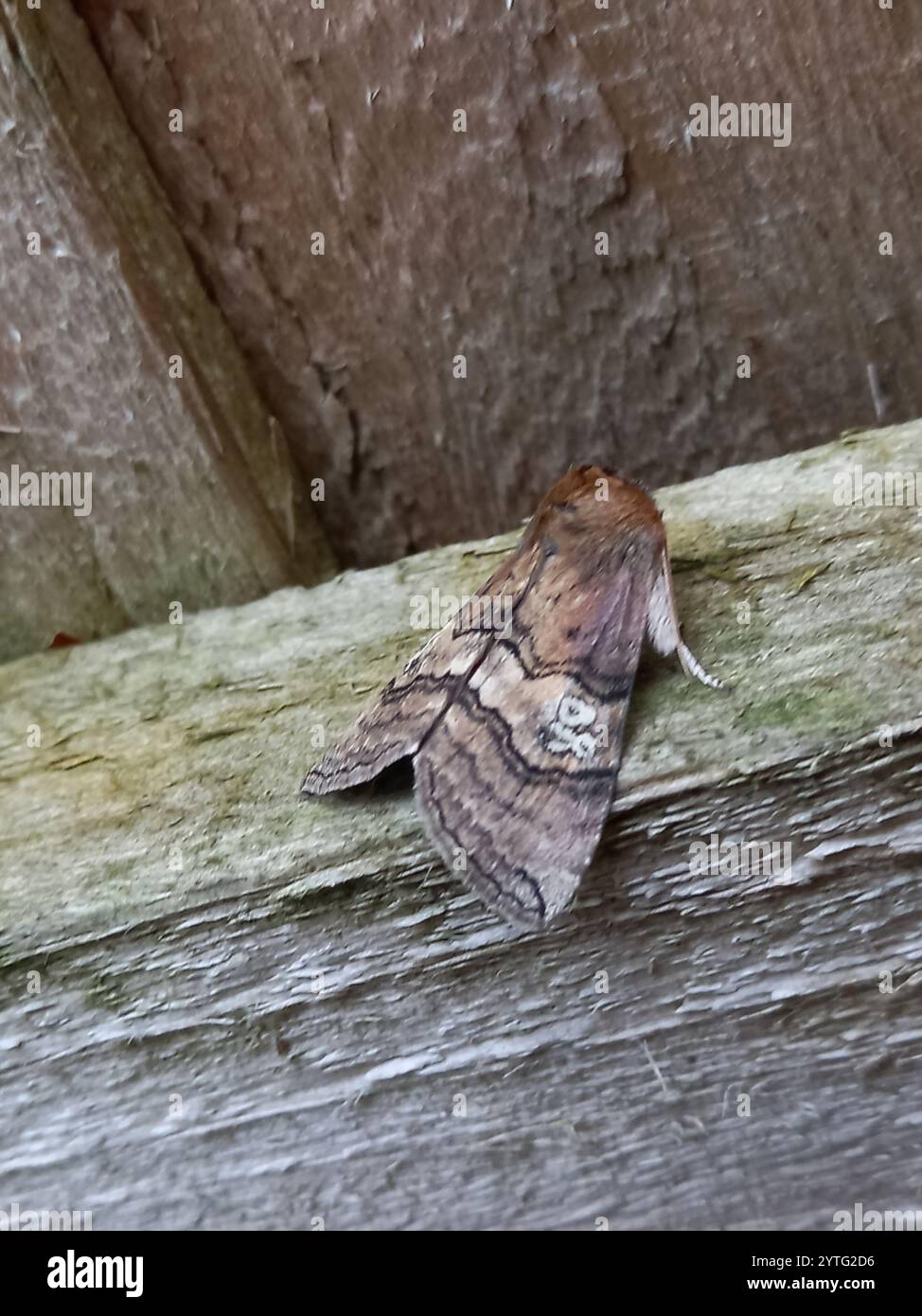 Figure of Eighty (Tethea ocularis Stock Photo - Alamy