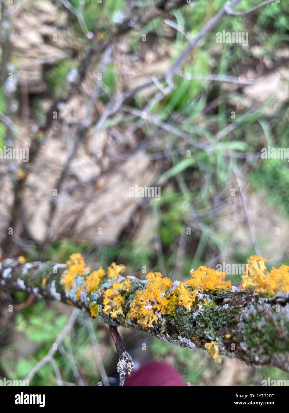 Golden-eye Lichen (Teloschistes chrysophthalmus Stock Photo - Alamy