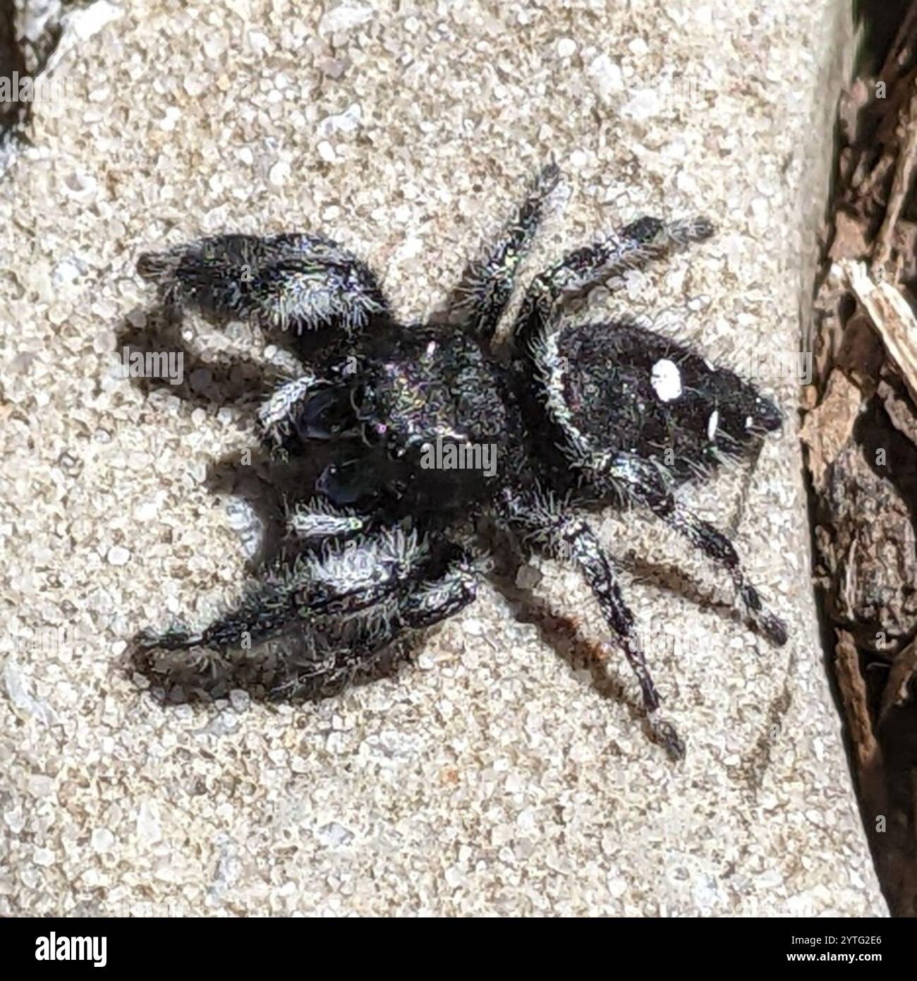 Bold Jumping Spider (Phidippus audax Stock Photo - Alamy