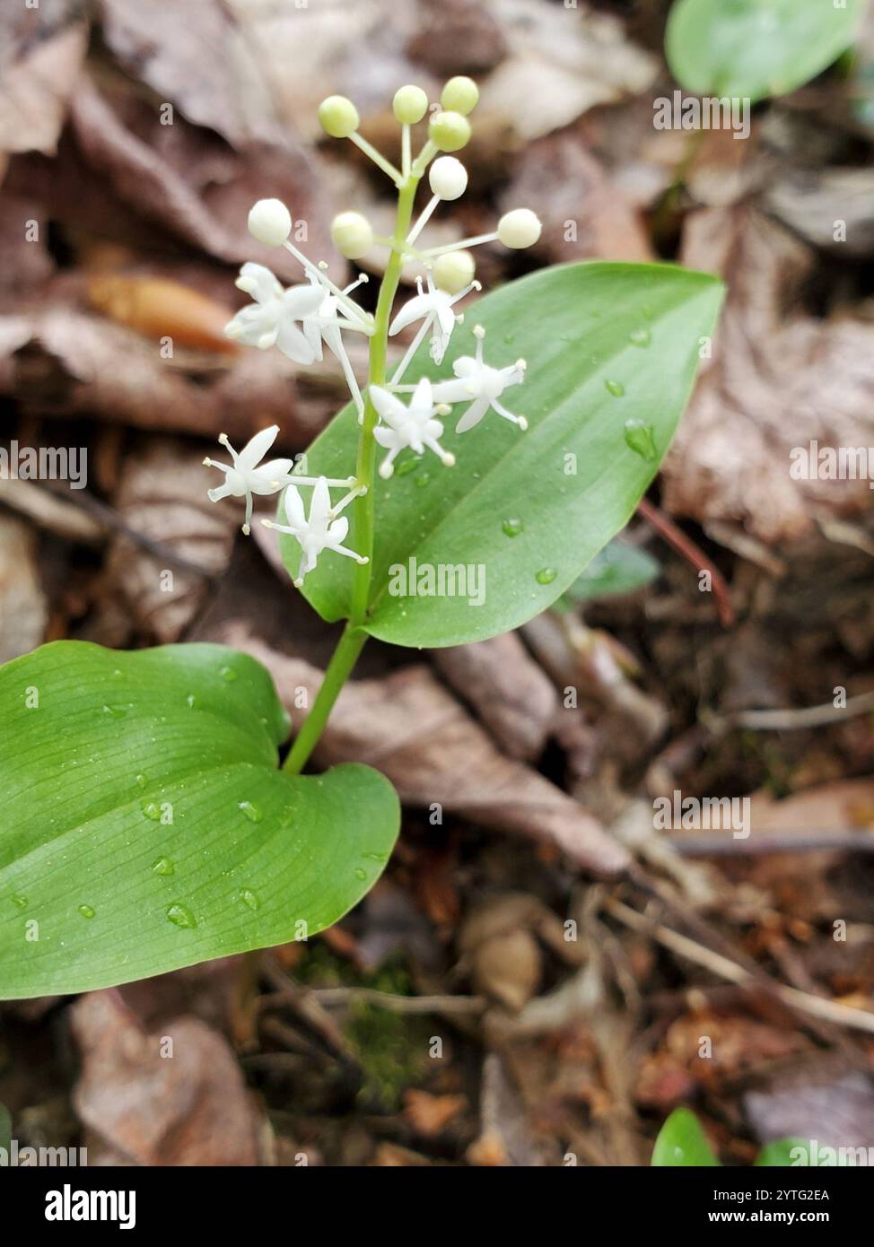 Canada mayflower (Maianthemum canadense Stock Photo - Alamy