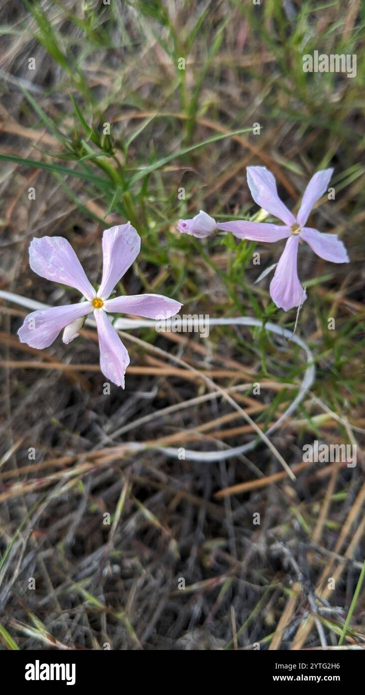 Longleaf Phlox (Phlox longifolia Stock Photo - Alamy