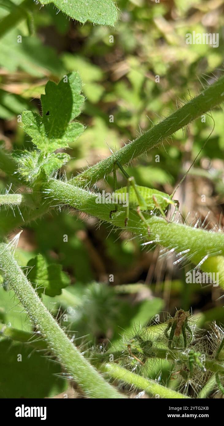 California Chaparral Katydid (Platylyra californica Stock Photo - Alamy