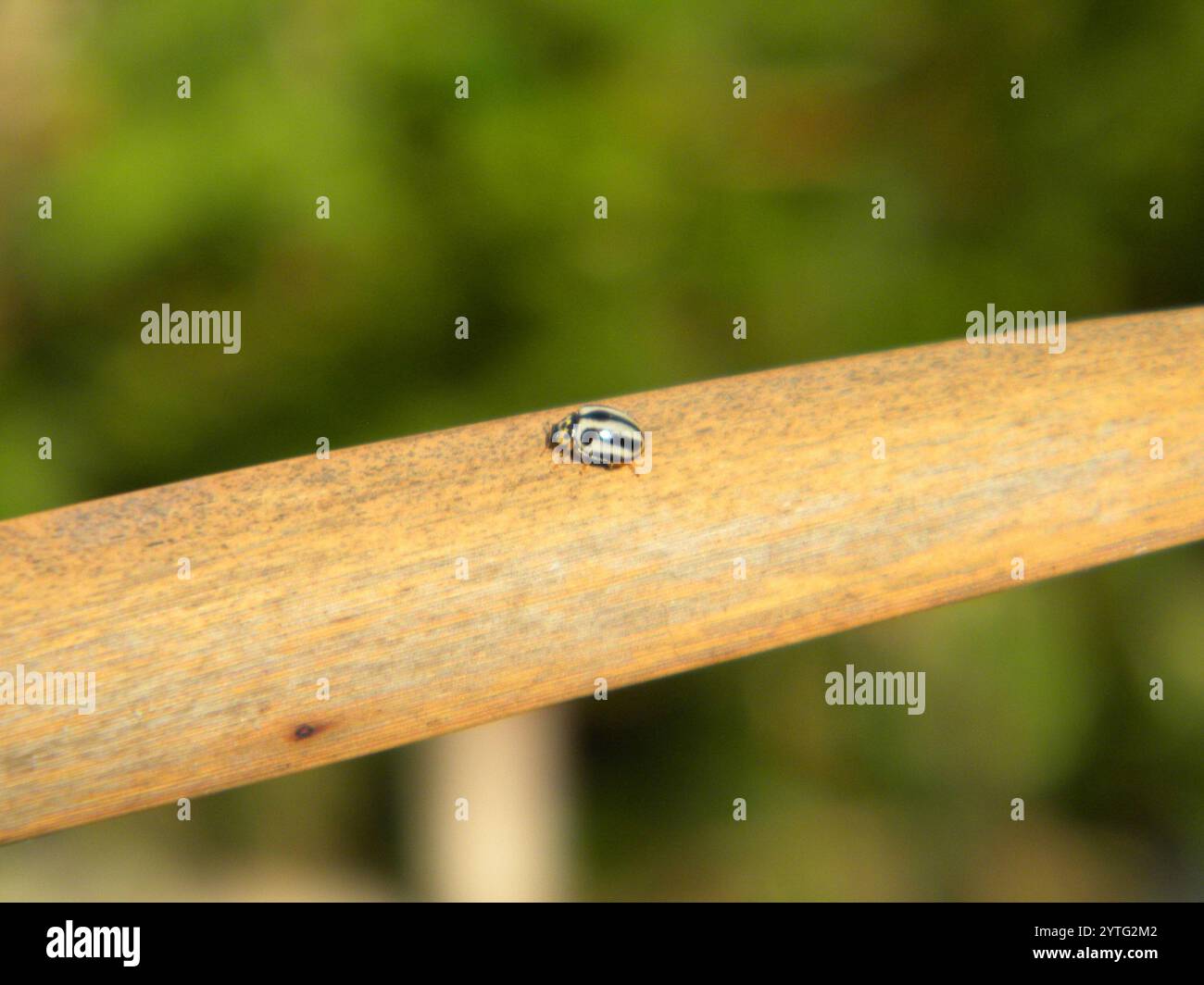 Micraspis hi-res stock photography and images - Alamy