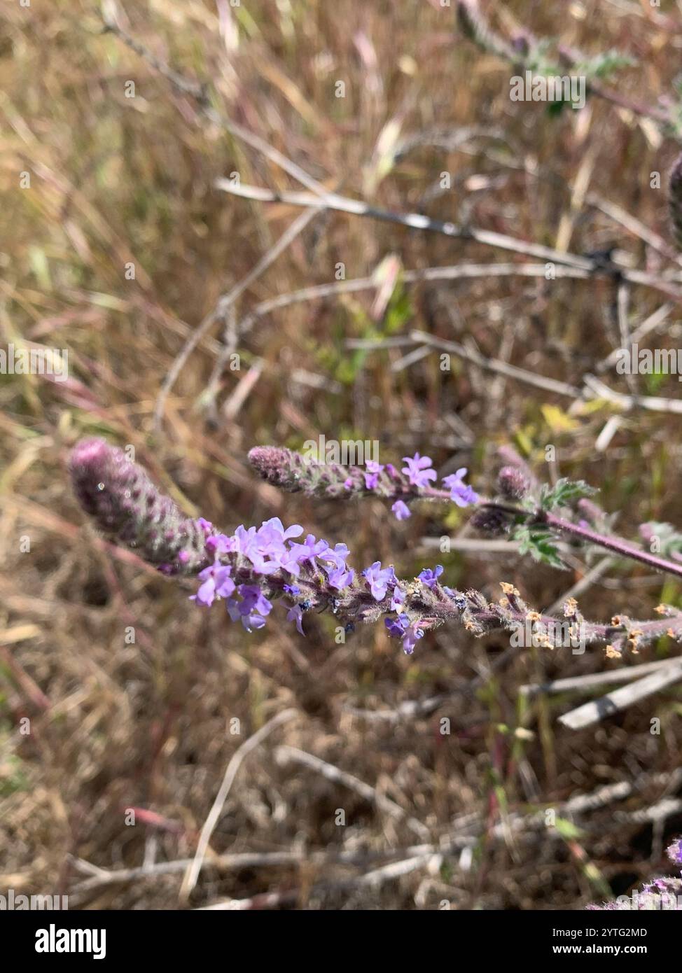 western vervain (Verbena lasiostachys Stock Photo - Alamy