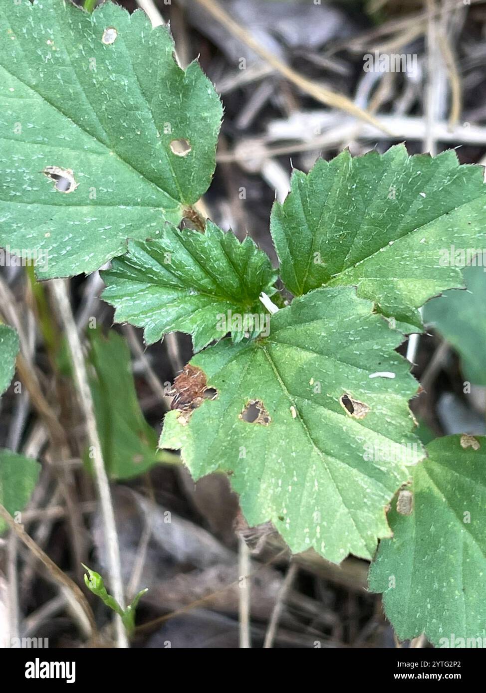 three-lobe false mallow (Malvastrum coromandelianum Stock Photo - Alamy