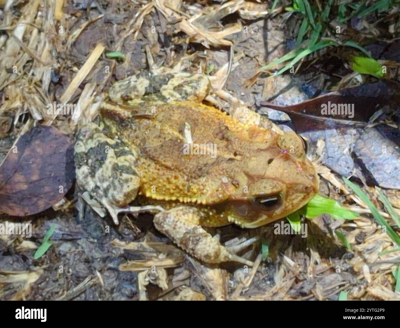 Central American Gulf Coast Toad (Incilius valliceps Stock Photo - Alamy