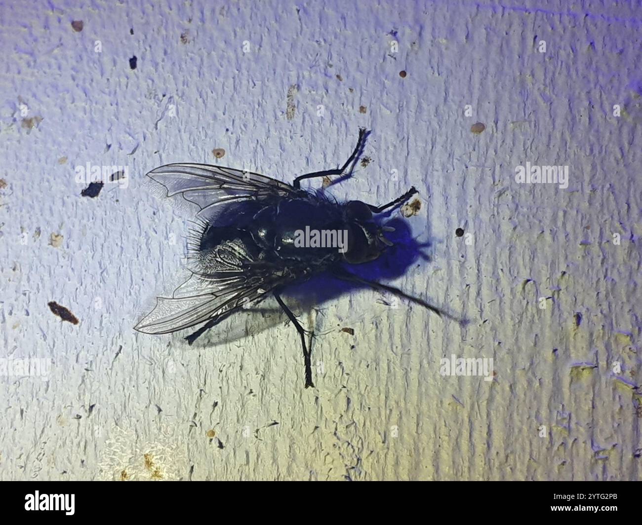 Bluebottle Flies (Calliphora Stock Photo - Alamy
