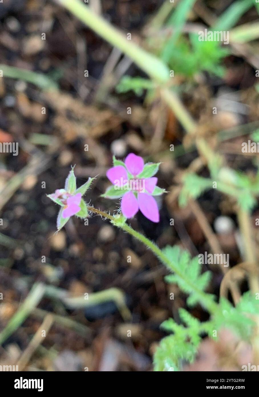 Redstem Stork's-bill (Erodium cicutarium Stock Photo - Alamy