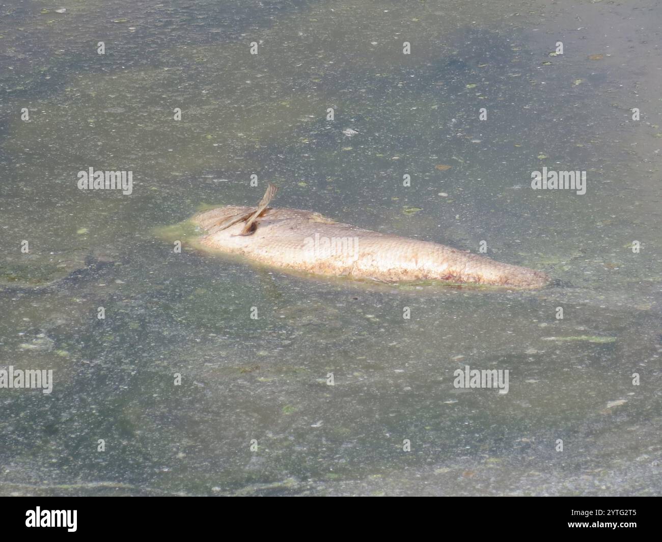 Ray-finned Fishes (Actinopterygii Stock Photo - Alamy