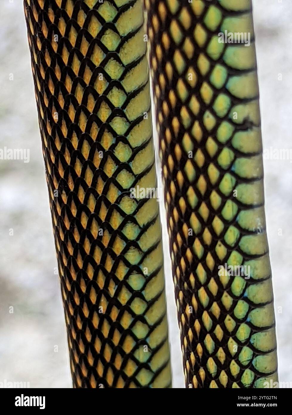 Speckled Racer (Drymobius margaritiferus Stock Photo - Alamy