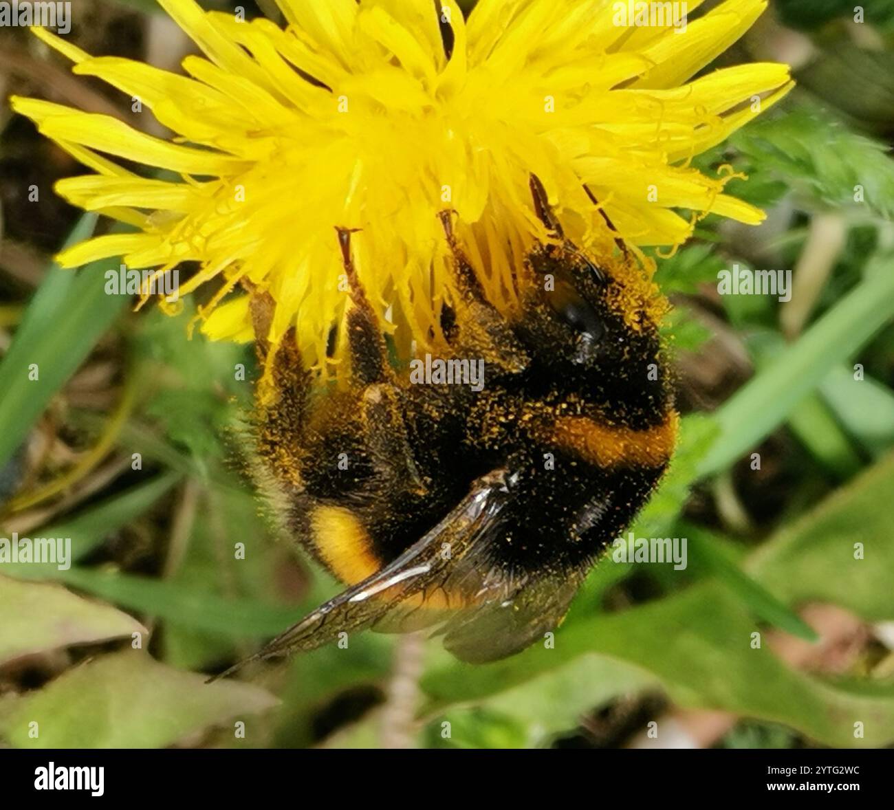 Buff-tailed Bumble Bee (Bombus terrestris Stock Photo - Alamy