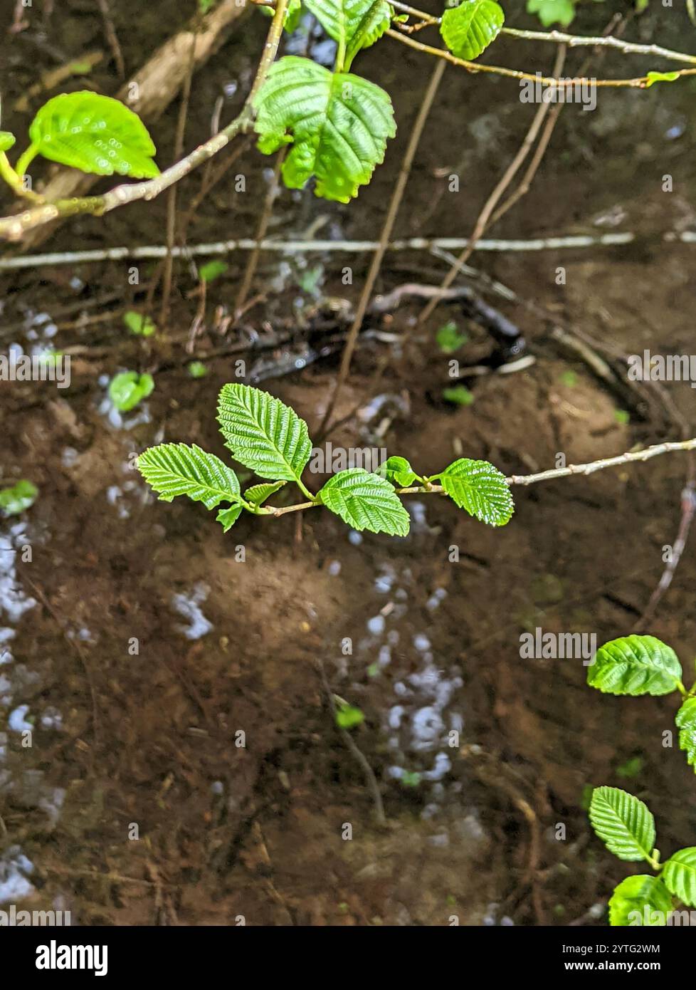 Red Alder (Alnus rubra Stock Photo - Alamy