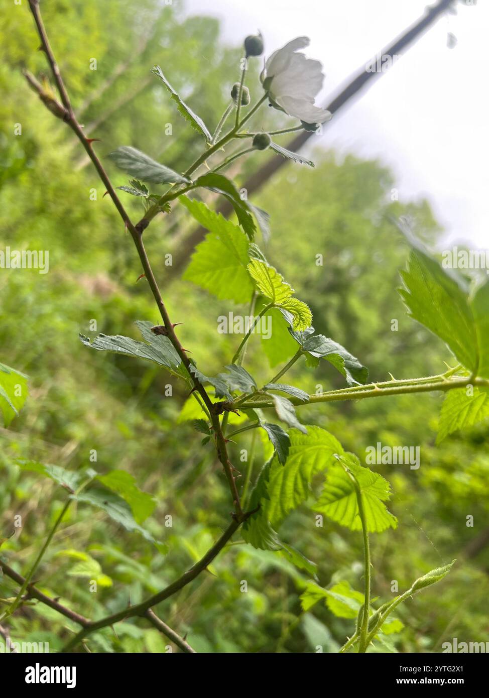 Pensilvanicus hi-res stock photography and images - Alamy