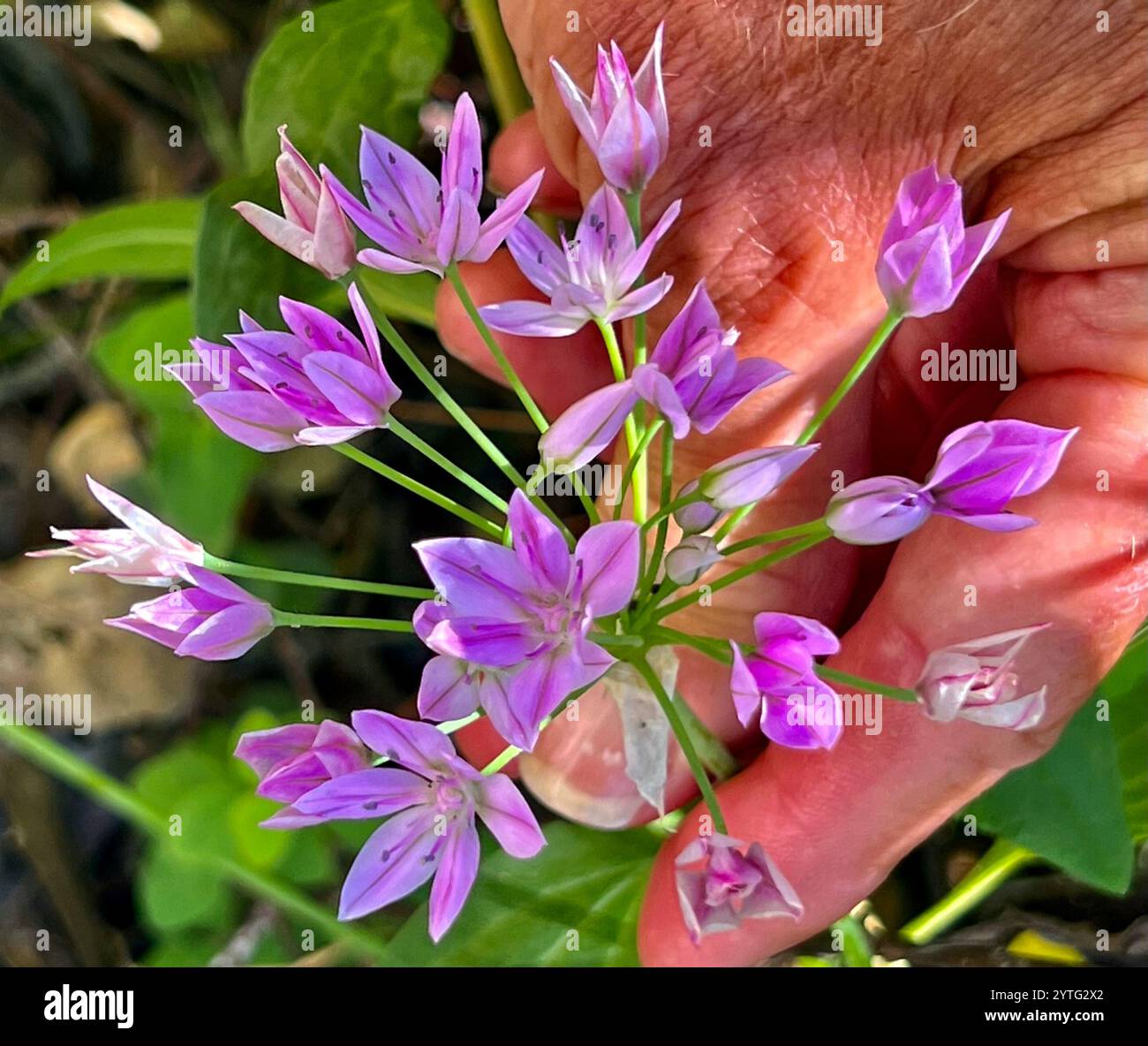 oneleaf onion (Allium unifolium Stock Photo - Alamy