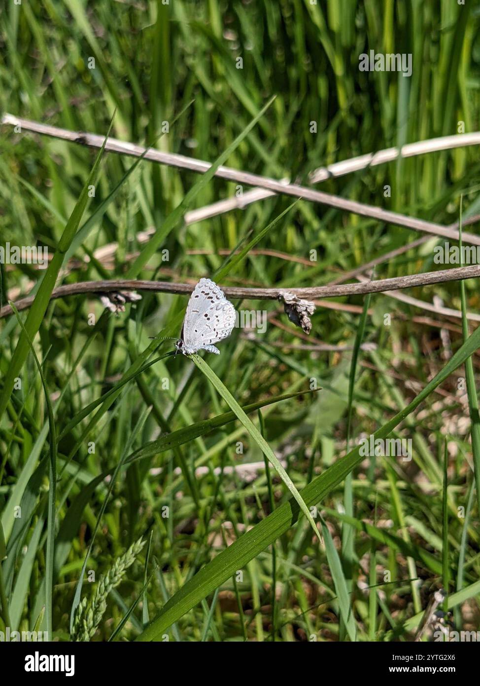 Northern Azure (Celastrina lucia Stock Photo - Alamy