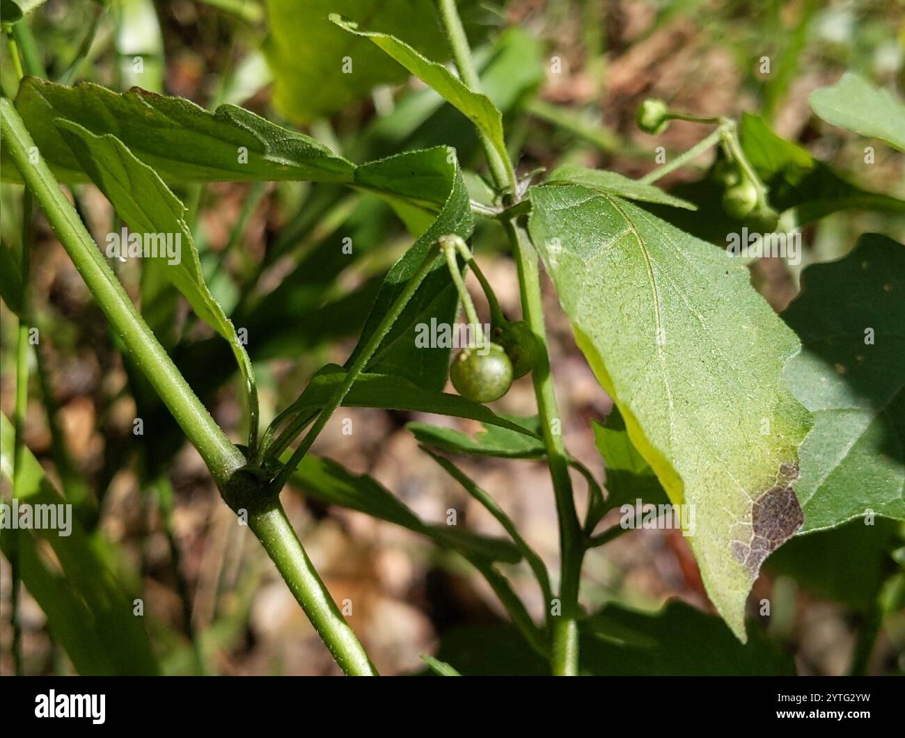 greenspot nightshade (Solanum douglasii Stock Photo - Alamy