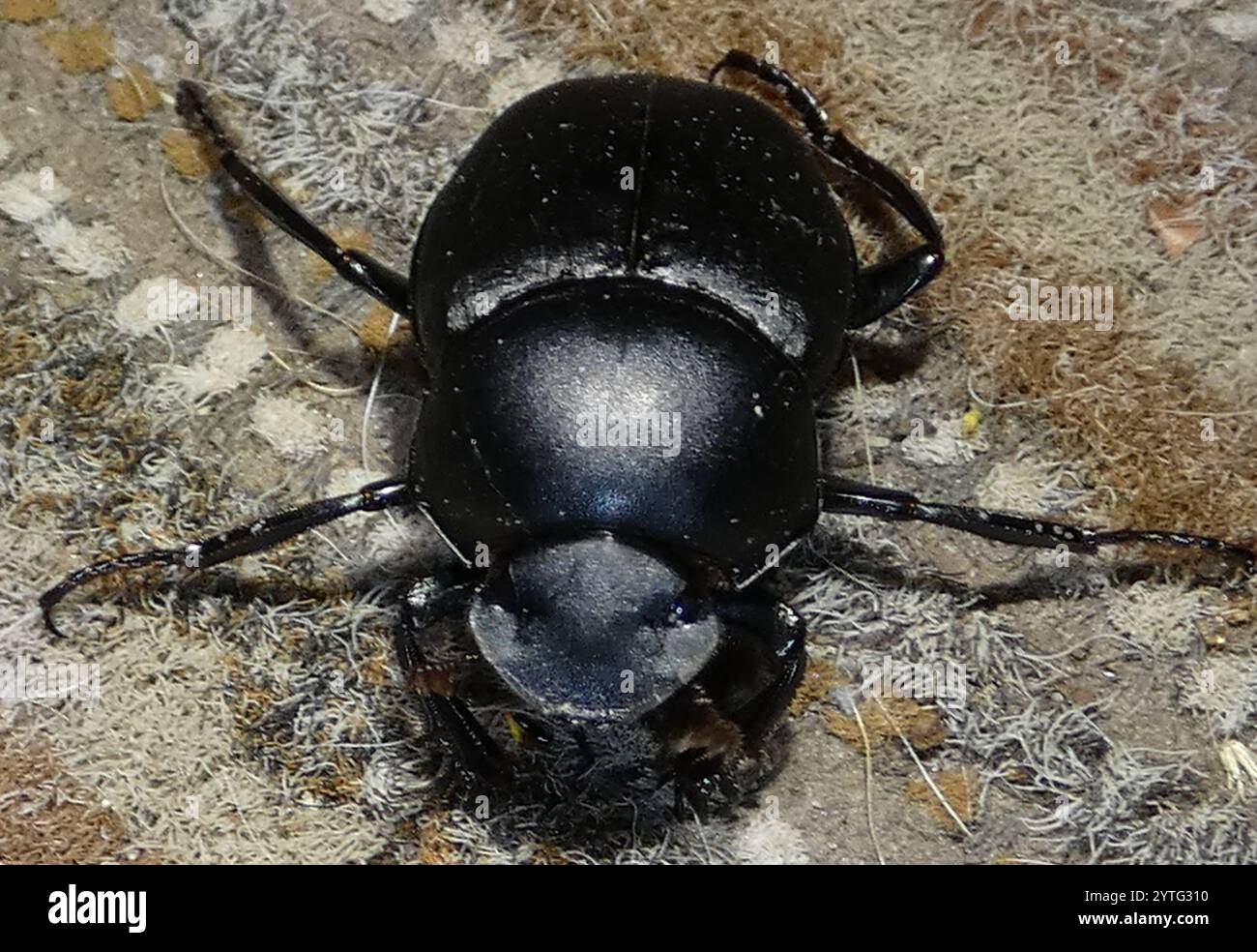 Dung Rollers (Canthon Stock Photo - Alamy