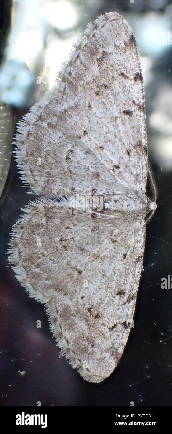 Grey birch moth hi-res stock photography and images - Alamy