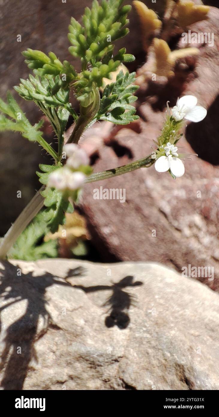 Flat-fruited Orlaya (Orlaya daucoides Stock Photo - Alamy