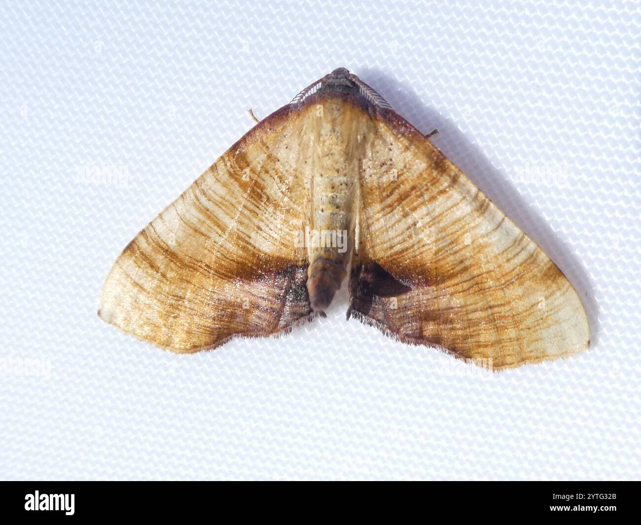 Scorched Wing (Plagodis dolabraria Stock Photo - Alamy