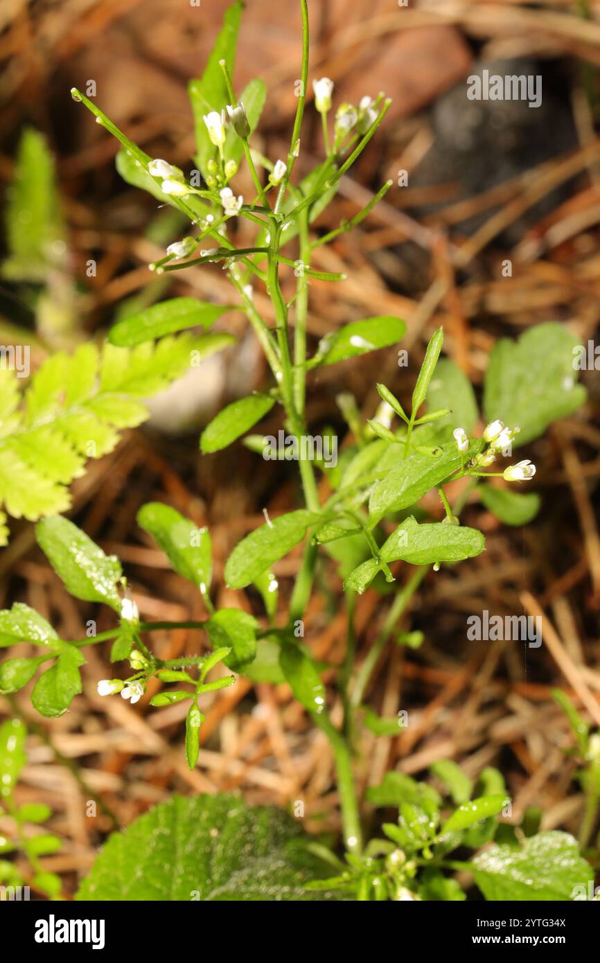 wavy bittercress (Cardamine flexuosa Stock Photo - Alamy