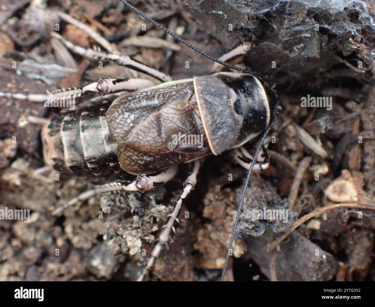 Great Grig (Cyphoderris monstrosa Stock Photo - Alamy