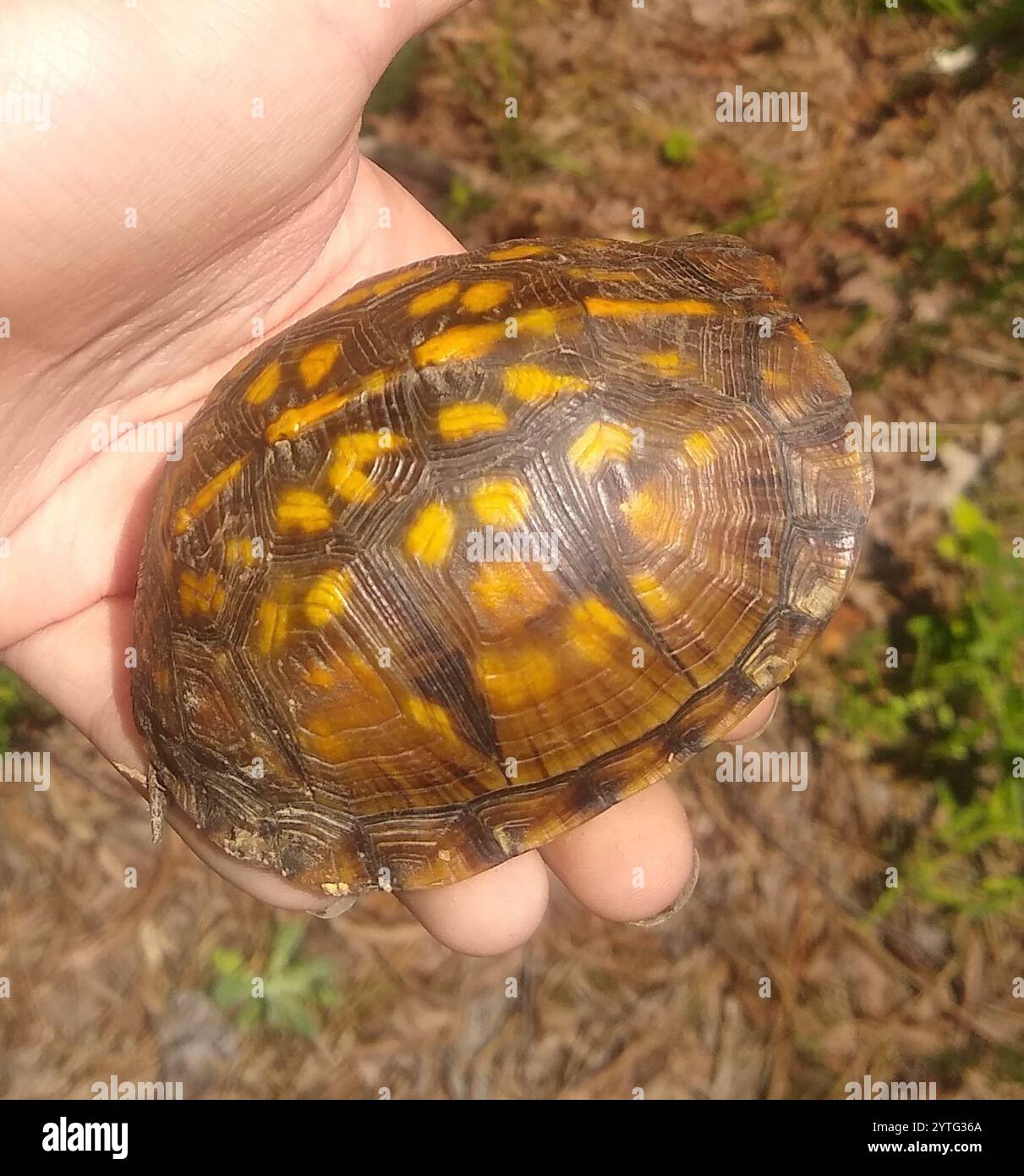 Eastern Box Turtle (Terrapene carolina carolina Stock Photo - Alamy