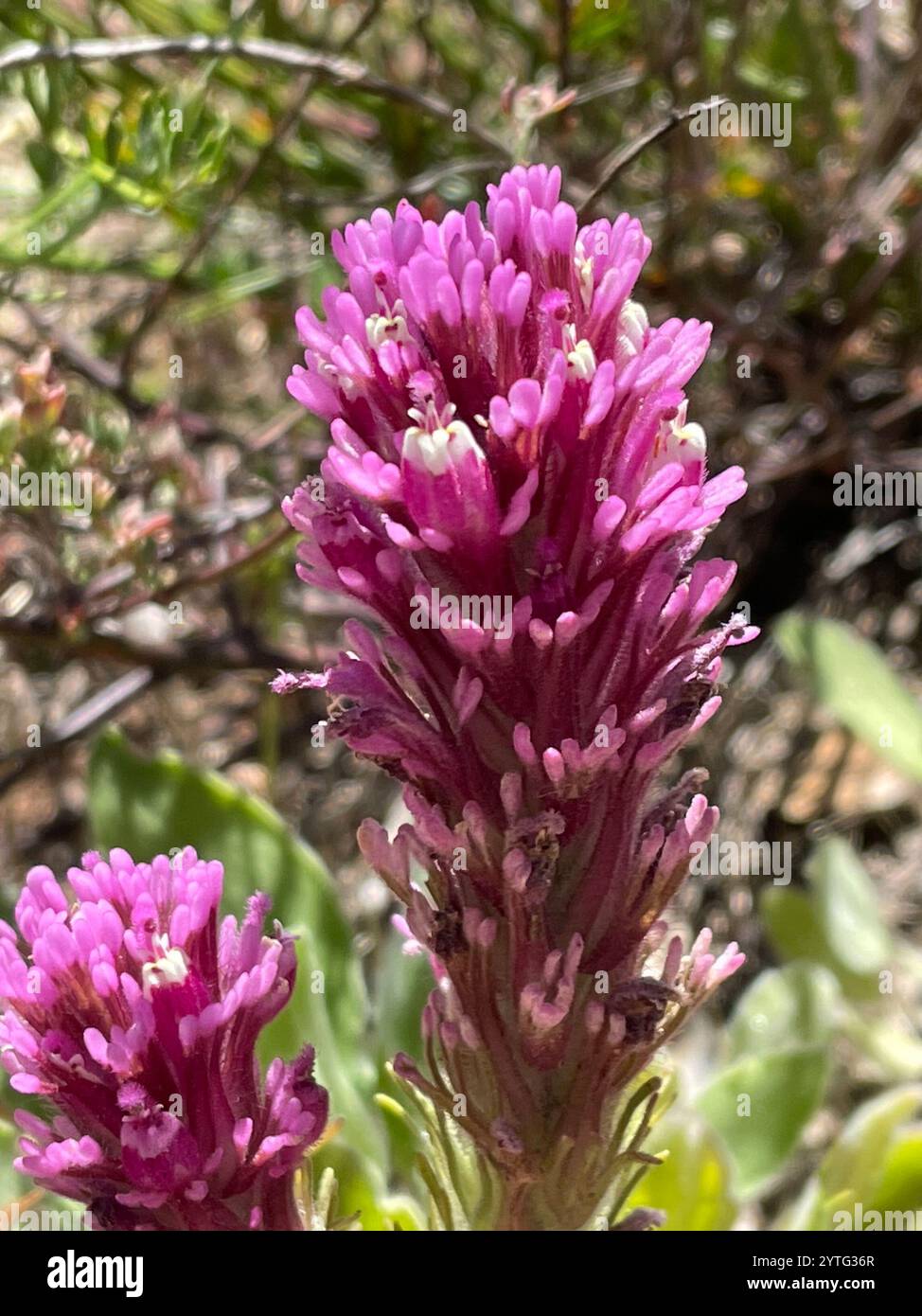 (Castilleja exserta exserta Stock Photo - Alamy
